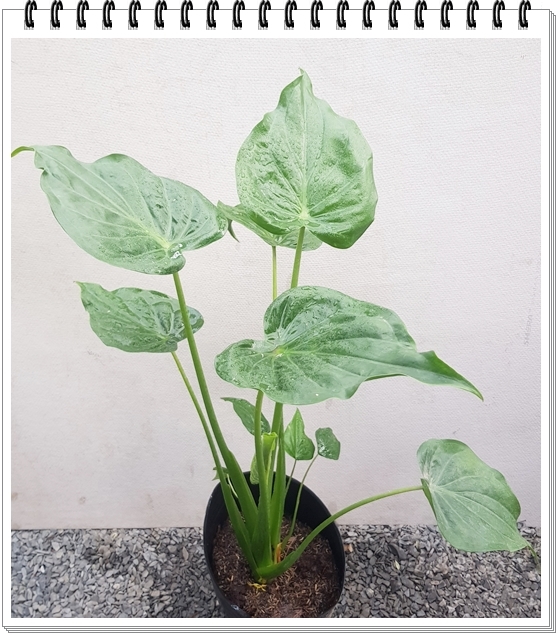 Môn Tai Phật